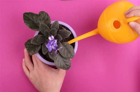 Watering Plants While On Vacation And Other Houseplant Survival Tips