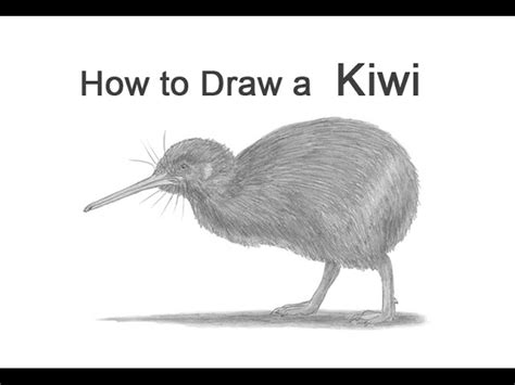 How To Draw Kiwi Bird