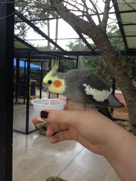 Pin By Cristina On Ninfas Pet Birds Cockatiel Care Cockatiel