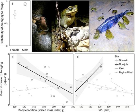 Foraging Behaviour As A Function Of Sex Body Condition Andor