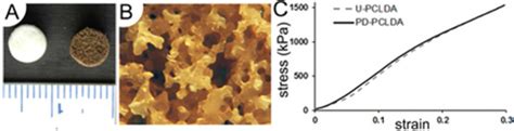 Figure 2 From Evaluation Of The Osteoinductive Capacity Of Polydopamine