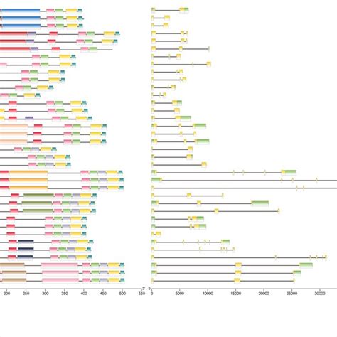 Conserved Motif Composition And Exon Intron Structure Of Tgf β Download Scientific Diagram