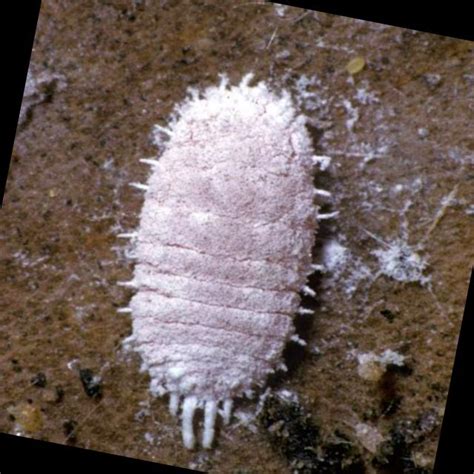 Pest Types Object Detection Dataset V5 2024 03 28 3 36pm By Hydroponics