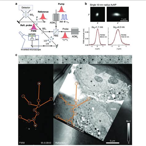 Correlative Light Electron Microscopy Using Fwm Imaging A Sketch Of Download Scientific