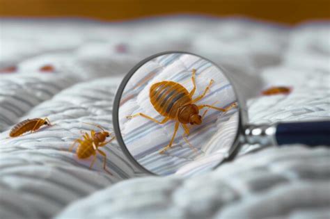 Lyme Disease Will It Go Away Causes Effects And Solutions