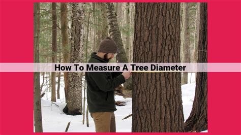 Measure Tree Diameter Accurately At Breast Height For Forestry Applications