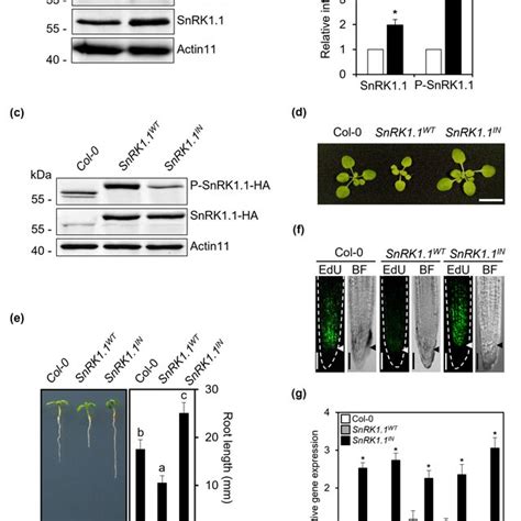 Cellular Energy Stress Es Induces Organ Growth Restriction In
