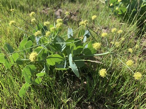Barestem Biscuitroot Search Native Plant Hub