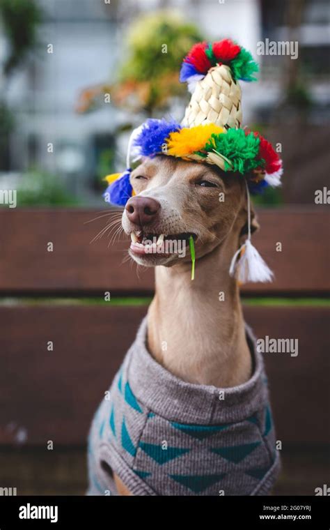 Funny Italian Greyhound