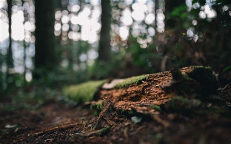 Wallpaper Trees Nature Rotting Forest Outdoors Washington Moss