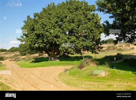 Ficus Sycomorus Called The Sycamore Fig False Sycamore Fig Or The