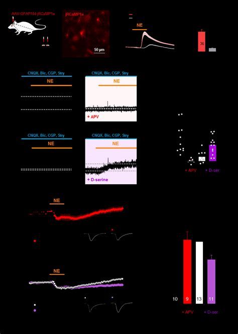 Ne Induces Astrocytic Ca 2 Nmdar Tone Increase And Ne Ltd A Download Scientific Diagram