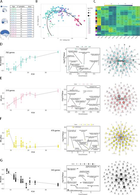 Reconstruction Of Transcriptional Programs Of The Developing Fetal Download Scientific Diagram