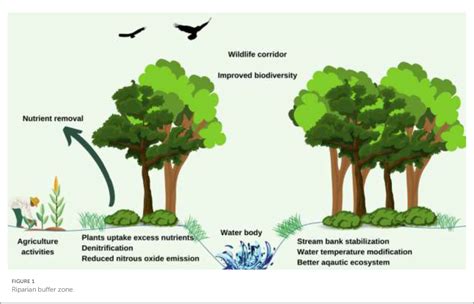 Figure 1 From Application Of Riparian Buffer Zone In Agricultural Non Point Source Pollution