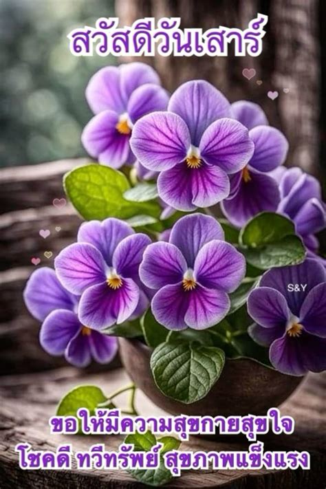 ปักพินโดย Terawan ใน Nice Day ดอกไม้สวย ดอกไม้ ดอกกุหลาบสวยๆ