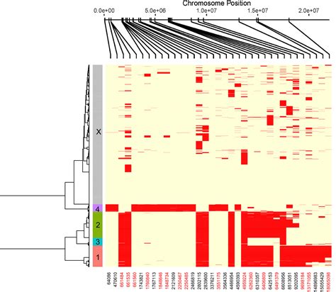 Y‐chromosome Haplotypes Are Associated With Variation In Size And Age
