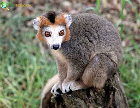 Crowned Lemur Eulemur Coronatus Lemur Species Facts