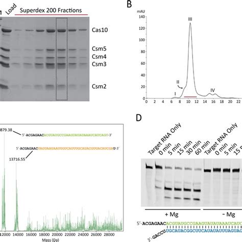 S Epidermidis Rp62a Crispr Cas Locus And Effector Complex Schematics