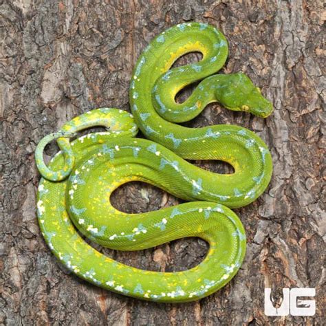 Sorong Green Tree Pythons Morelia Viridis For Sale Underground Reptiles