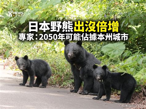 日本野熊出沒倍增 專家：2050年可能佔據本州城市 客新聞 Hakkanews