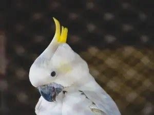 Why Is My Bird Rubbing Its Face On Everything 3 Reasons Why What To