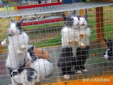 神奇动物在哪里宝鸡私藏动物园被曝光 知乎