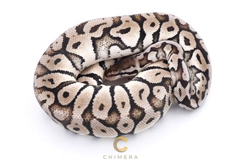 Super Pastel Black Axanthic Ball Python By Chimera Morphmarket