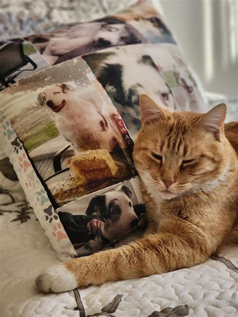 Ginger R Gingerkitty