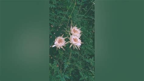 Chapathi Kalli Flower 😍😘📷 Youtube