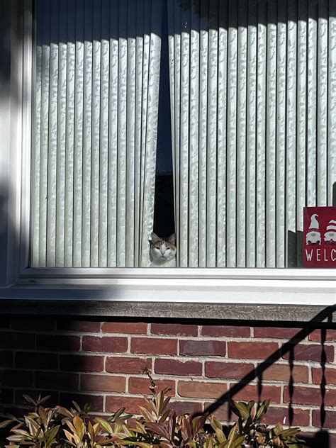 If Theres No Catnip Dont Even Come Into This House Worthless Human