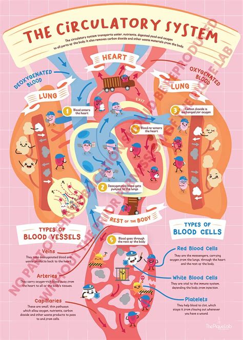 Circulatory System Classroom Science Poster Art Print Art In Heart