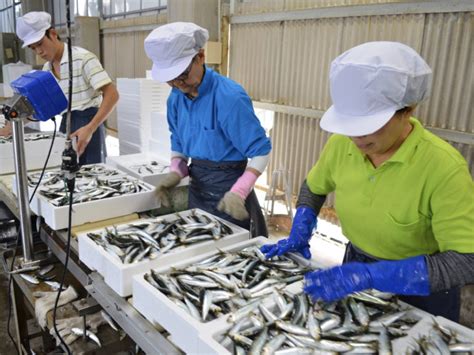 鮮魚丸干し 丸長尾﨑水産株式会社