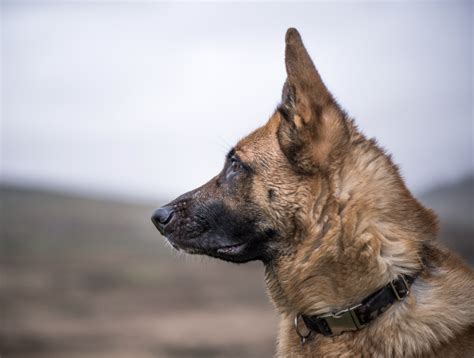 Unleash Their Inner Badass Powerful And Dominant Dog Names For Your