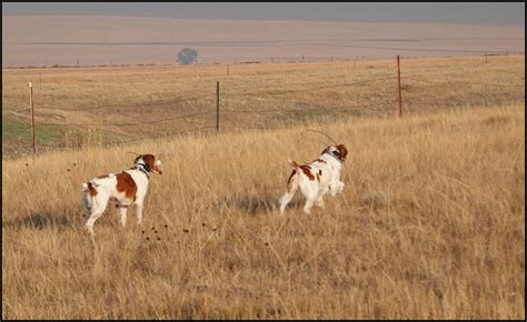 9 4 24 Pointing A Covey Of Sharptails Greg Hartman Flickr