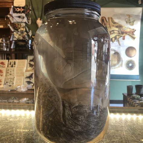 Wet Specimens Curious Nature