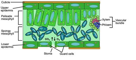 Internal Structure Of A Leaf Lamina Biologi Spm