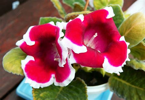Sinningia Background Images Hd Pictures And Wallpaper For Free