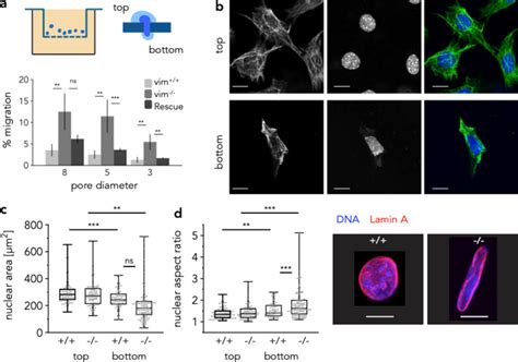 Vifs Hinder Migration Through Small Pores But Limit Nuclear