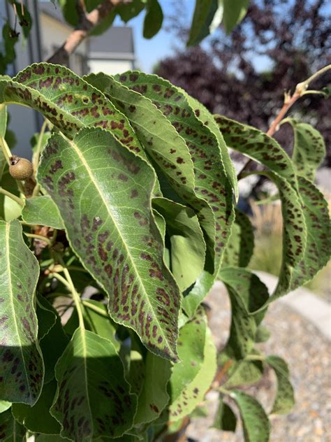Ornamental Pear Tree Leaves