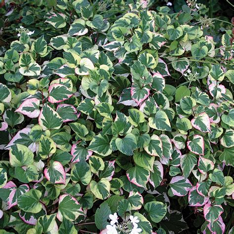 Variegated Ground Cover With Purple Flowers