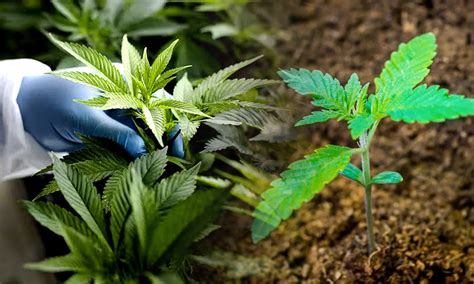 F1 Hybrid Cannabis Seeds Sonoma Seeds