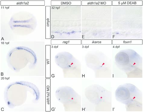 Ra Deficient Embryos Demonstrate Impaired Hsc Formation A C In Situ