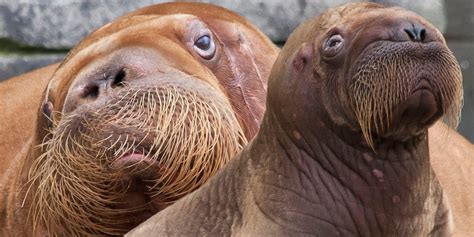 Newborn Walrus