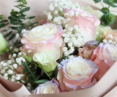 Aurora Rose Plant