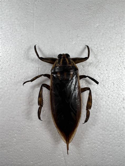 Lethocerus Indicus Roboflow Universe