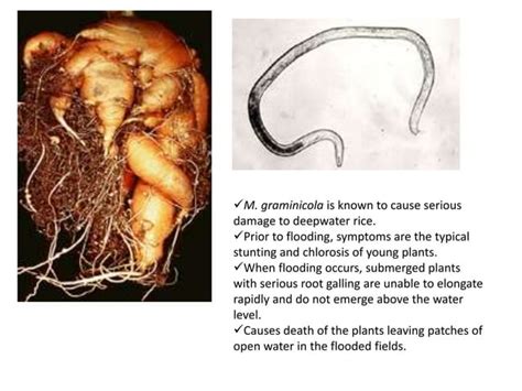 Nematode Damage Symptoms In Crop Plants Pptx Gardening Home And Garden