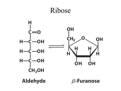 Ribose In Nucleic Acid Structure At Marion Ohara Blog