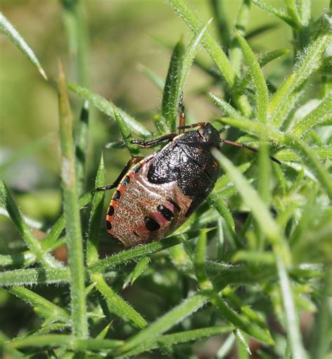 Gorse Shieldbug Naturespot