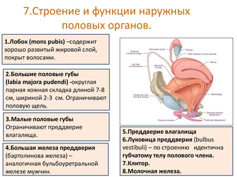 Женская половая система презентация онлайн