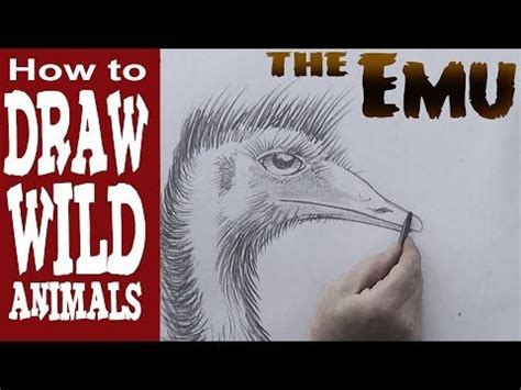 How To Draw An Emu Beginner To Intermediate YouTube Drawings Draw Art Lessons